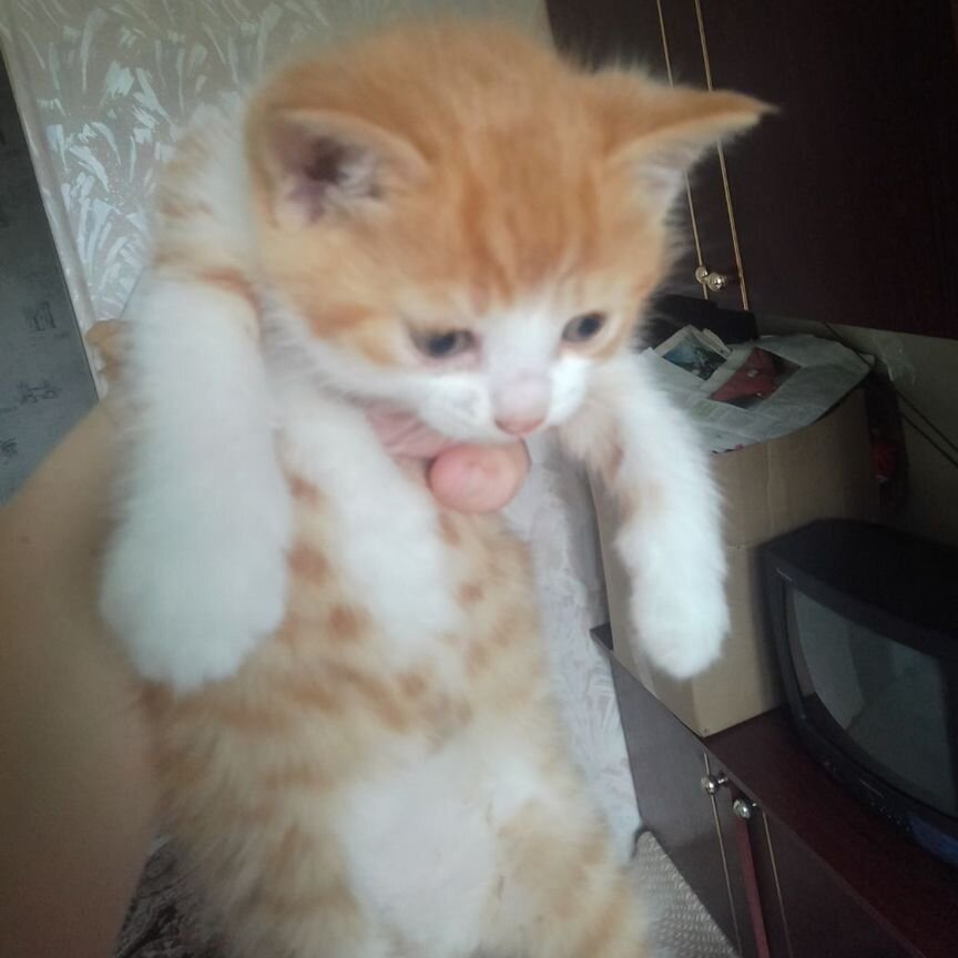 Котята в добрые руки бесплатно мальчик