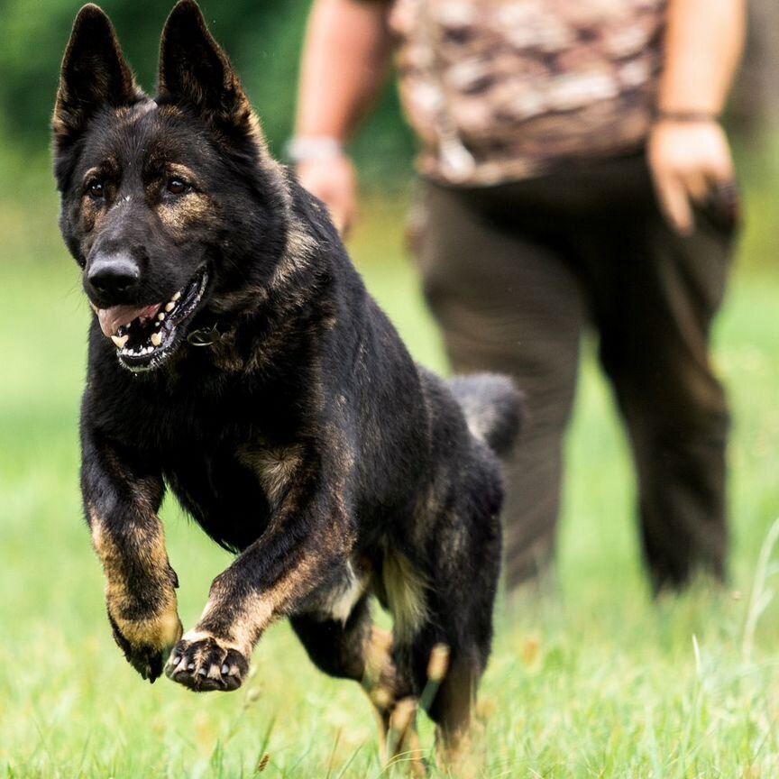 Щенки немецкой овчарки рабочего разведения