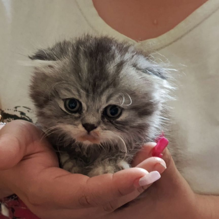 Продам котят Шотландские вислоухие