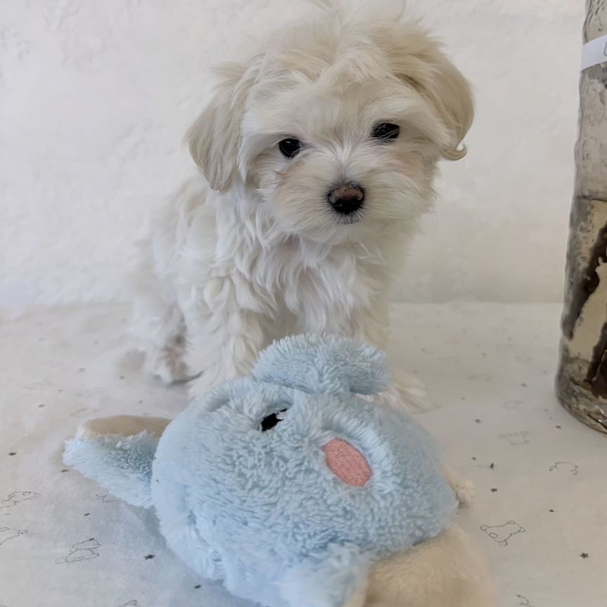 Мальтипу, щенок