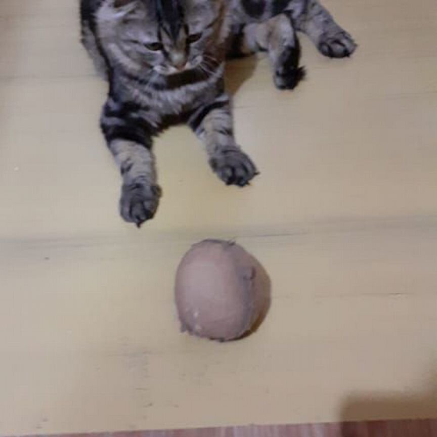 Отдам в добрые руки
