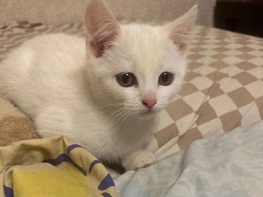 Беленькие котятки, мальчик и девочка