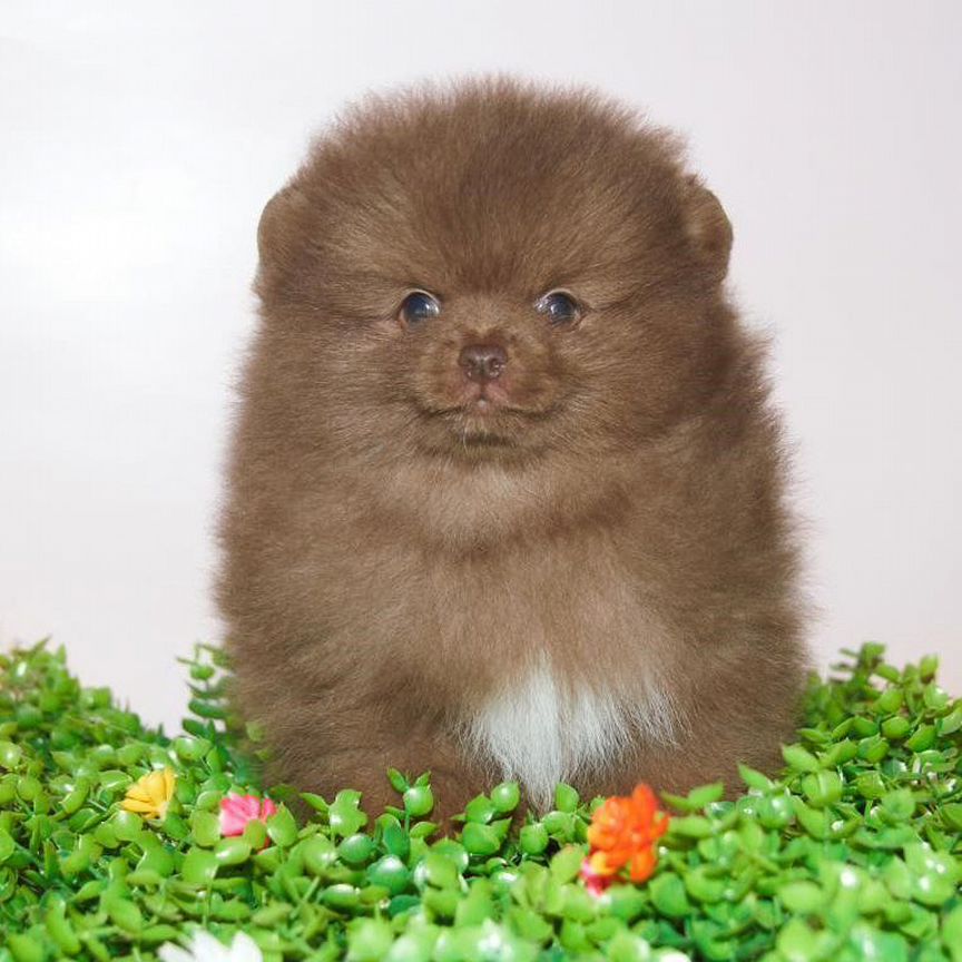 Померанский шпиц
