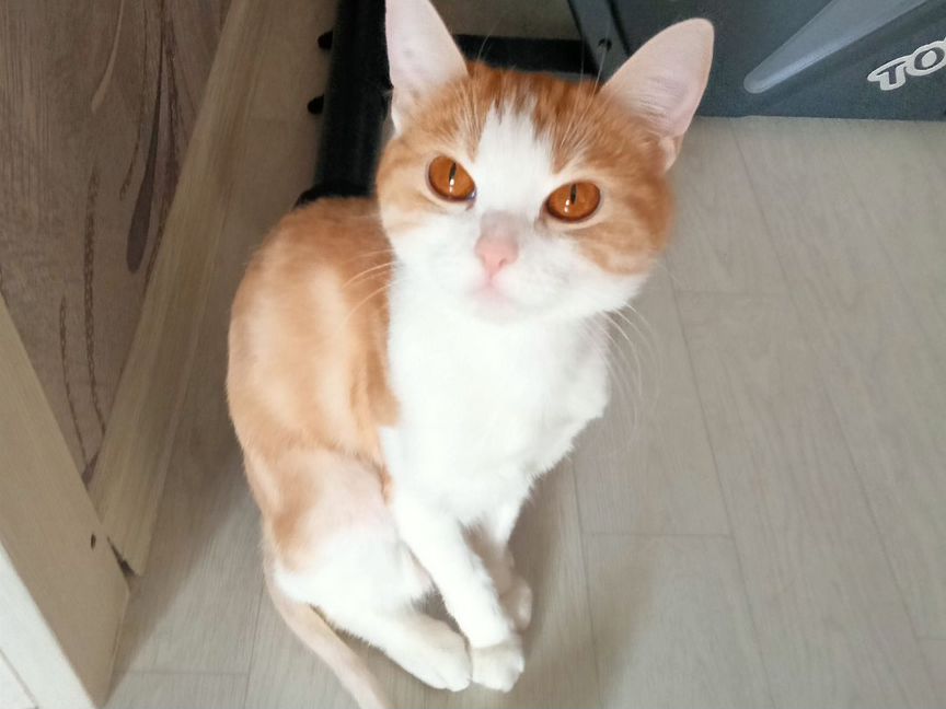 Кошка домашняя бесплатно