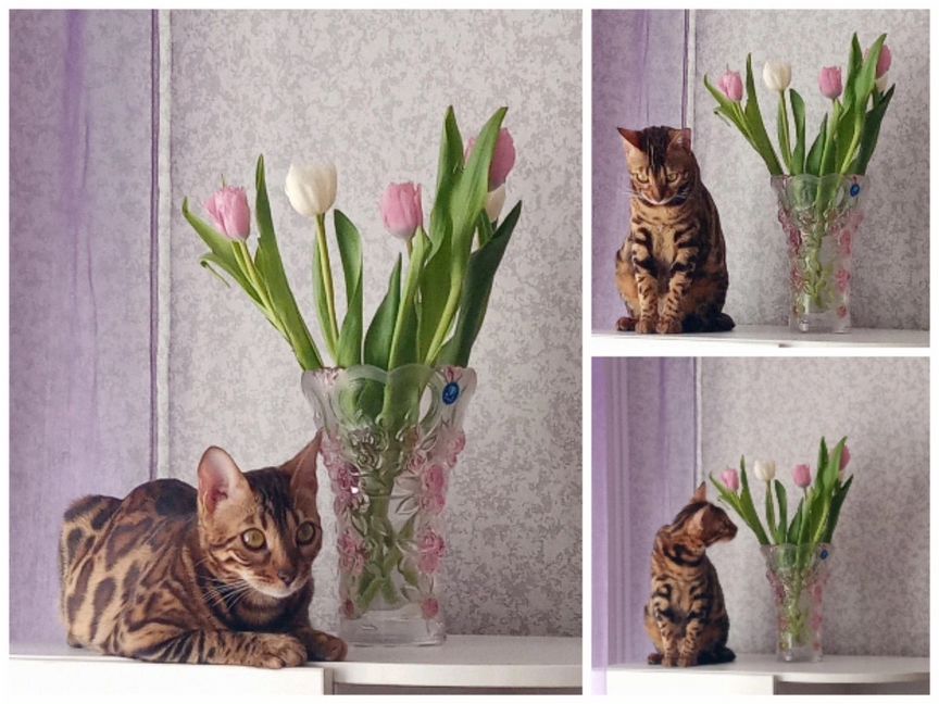 Бенгальская кошка