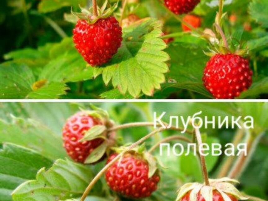 Травы,Сено,Ветки.Продаю Корм для свинок,кроликов,ш