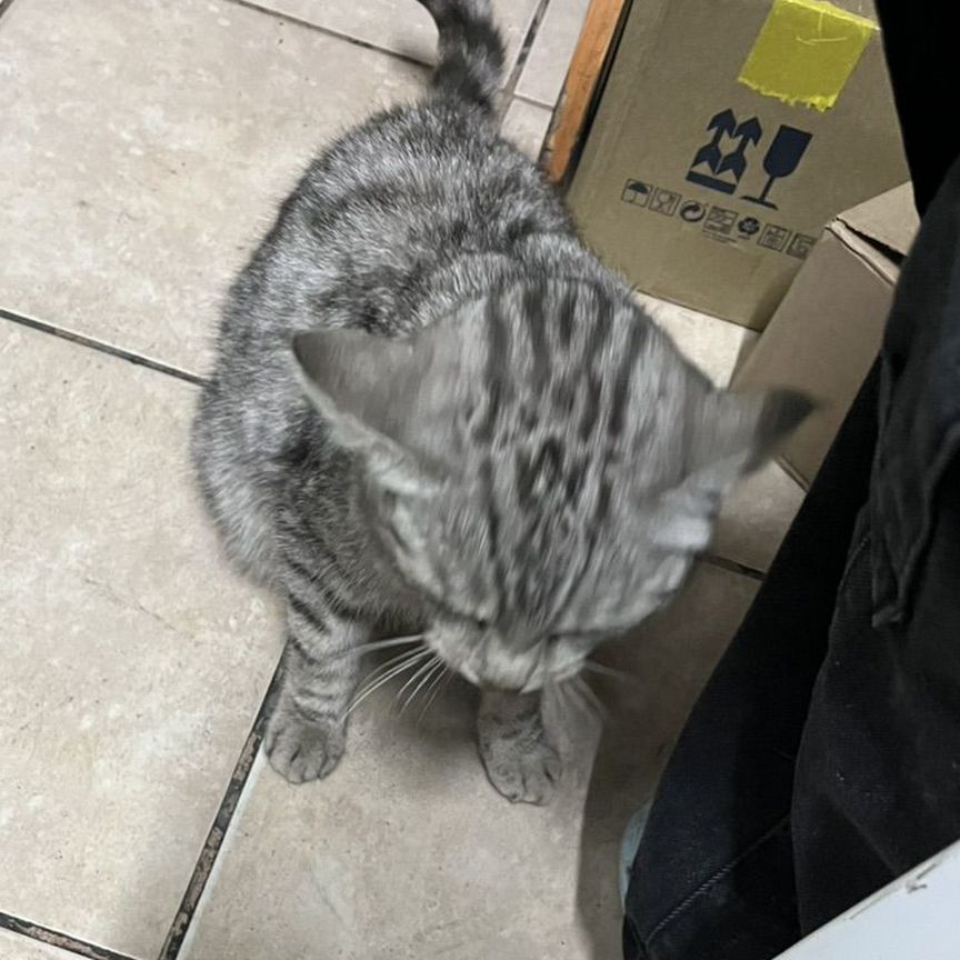 Взрослая кошка в добрые руки