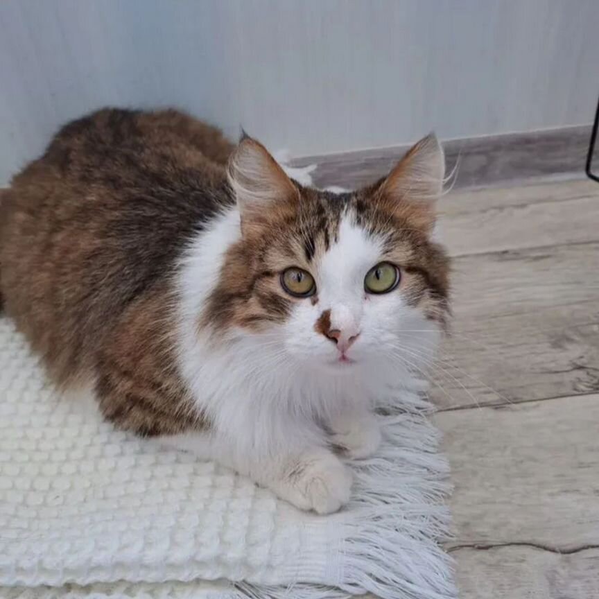 Шикарный котик в добрые руки