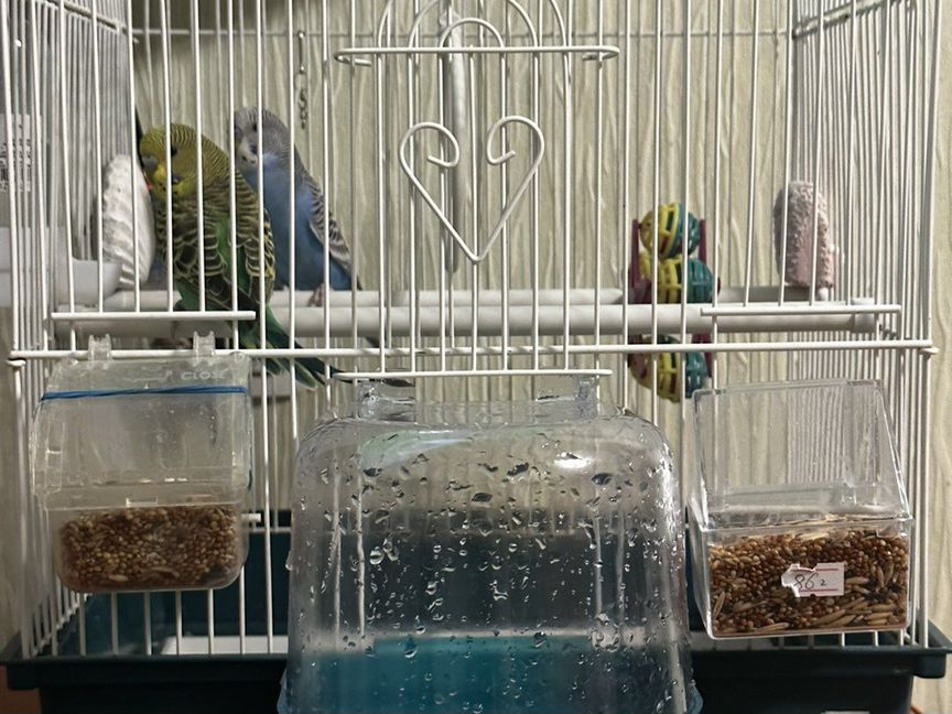 Клетка для попугаев