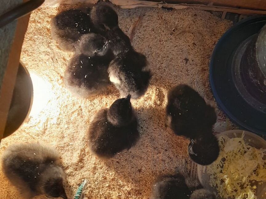 Курочки и цыплята ухейилюй, доминанты