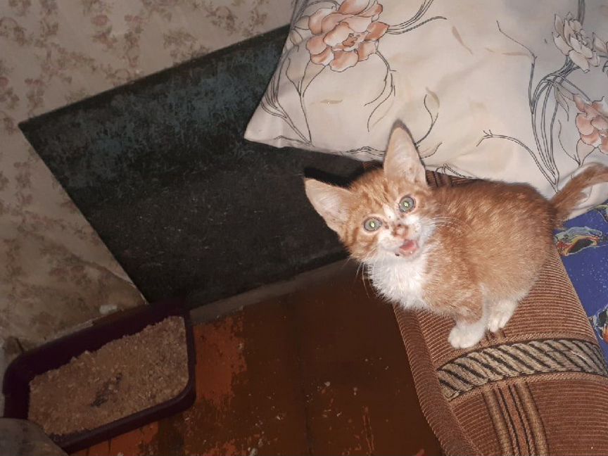 Рыжий котенок 2мес