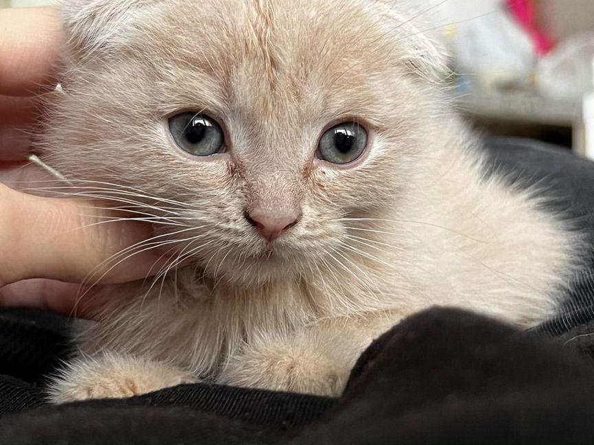 Шотландский вислоухий котенок
