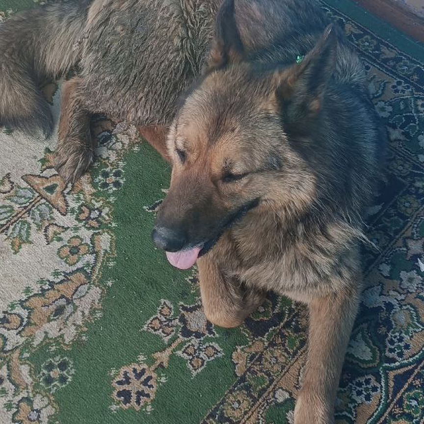 Немецкая овчарка, взрослая собака