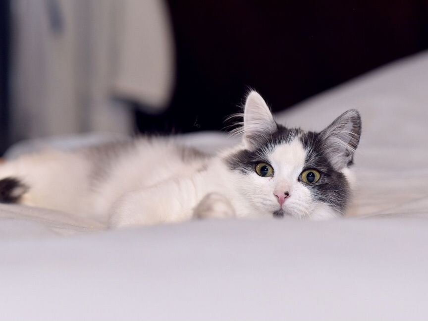 Пушистый малыш в поисках дома