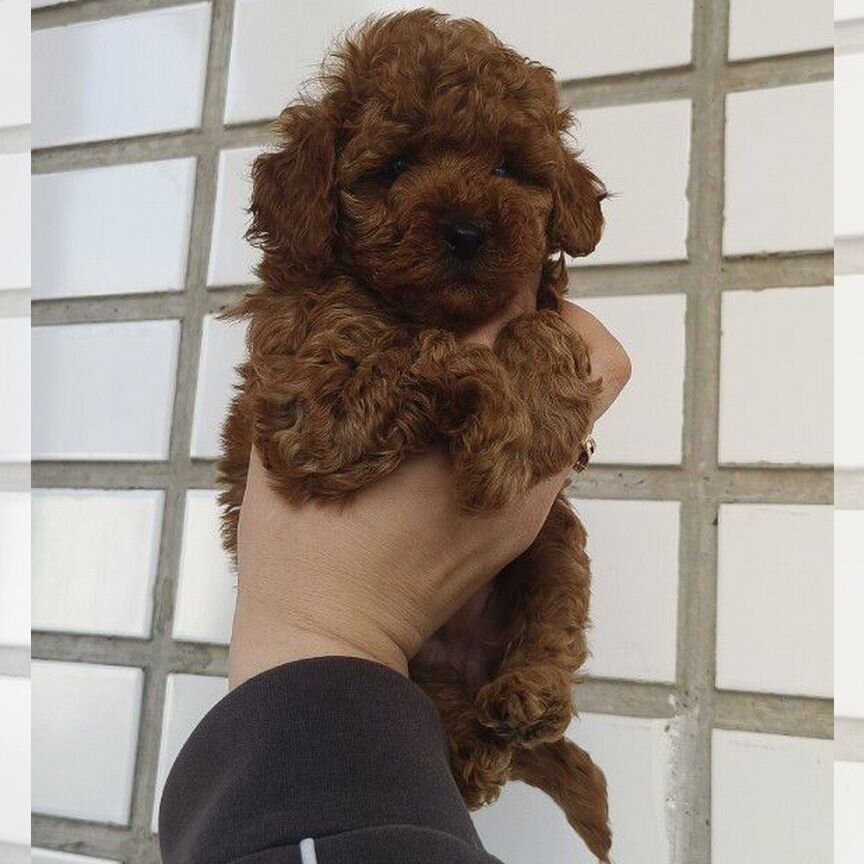 Пудель, щенок