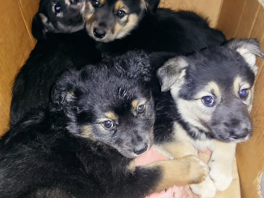 Щеночки кукленыши в добрые руки