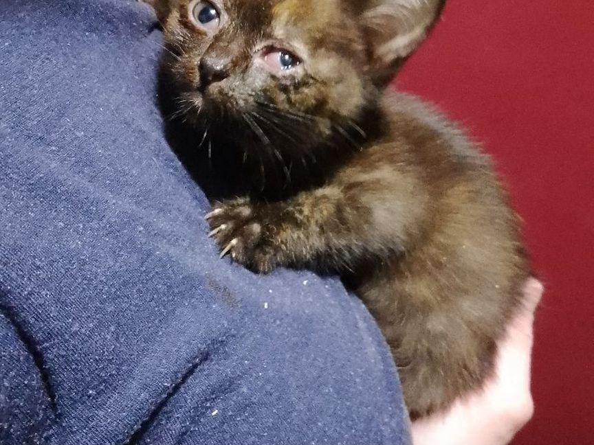 Котята, Кошки, Котики