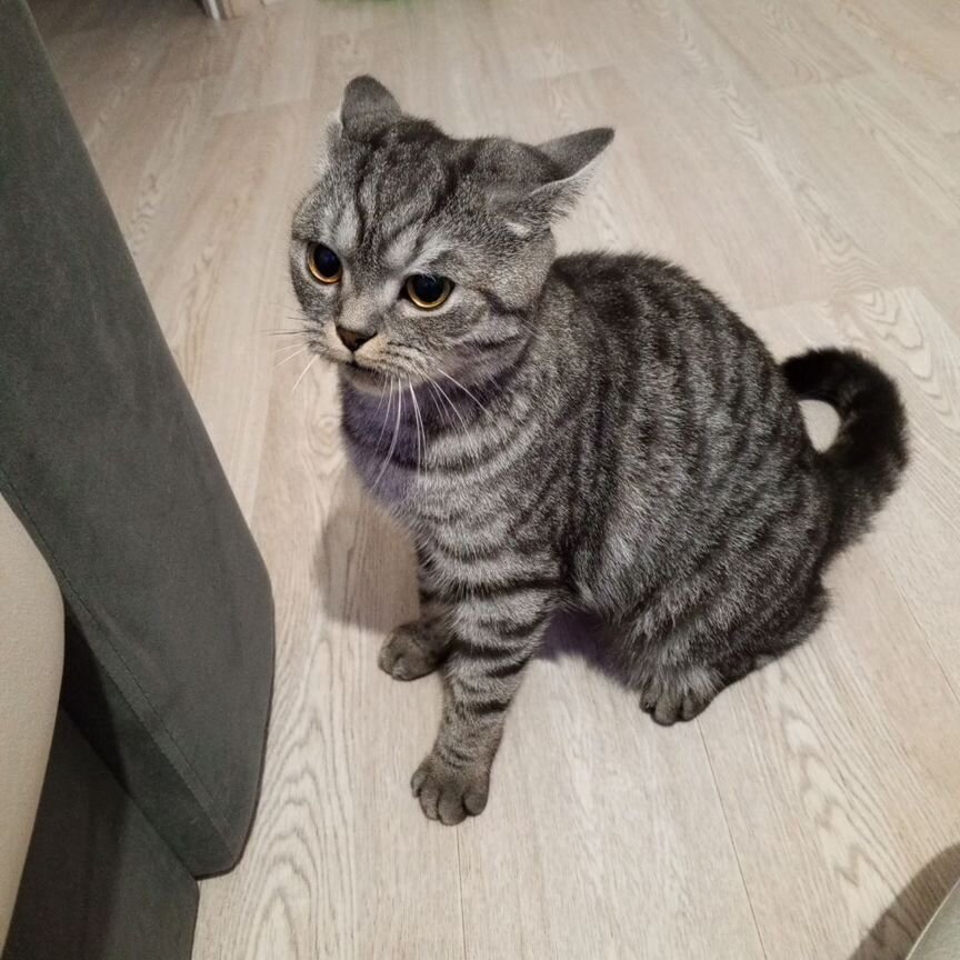 Шотландец Барсик