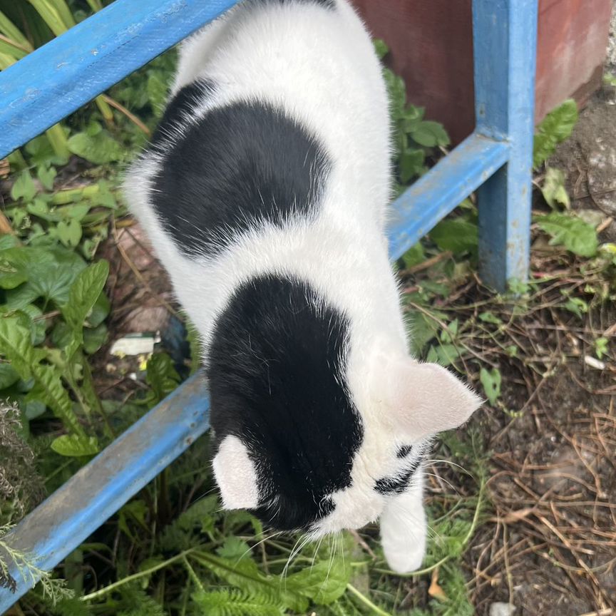 Котик бесплатно в добрые руки