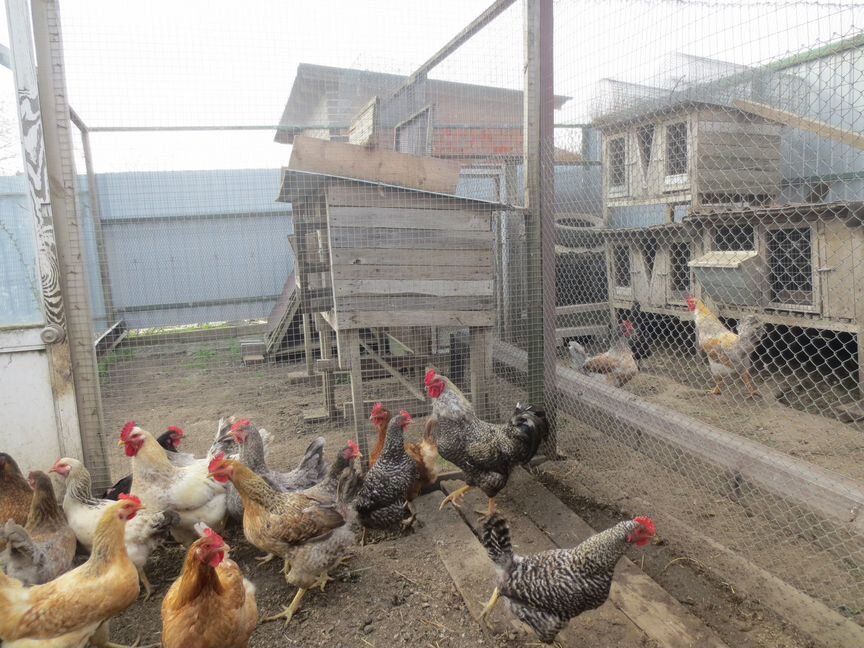 Молодые петухи