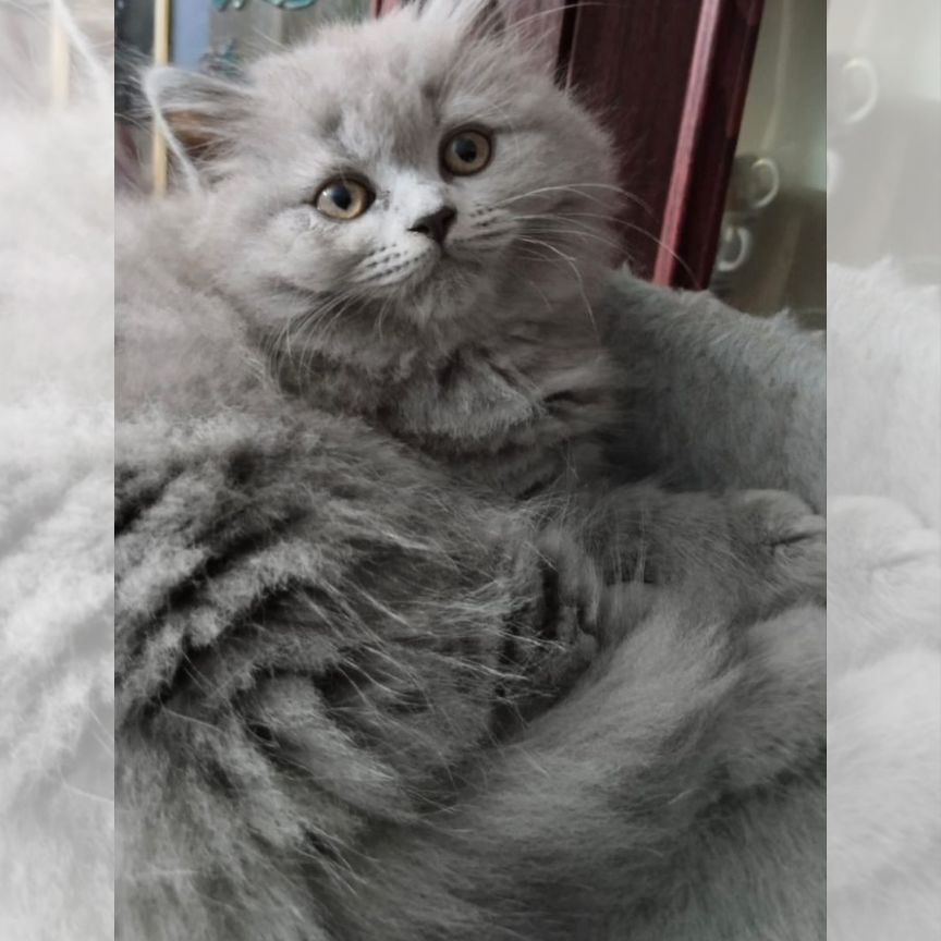 Продаются котята