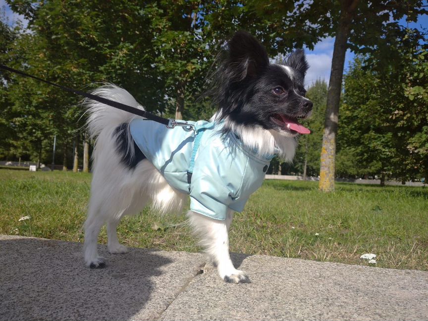 Куртка жилет, комбинезон для собак