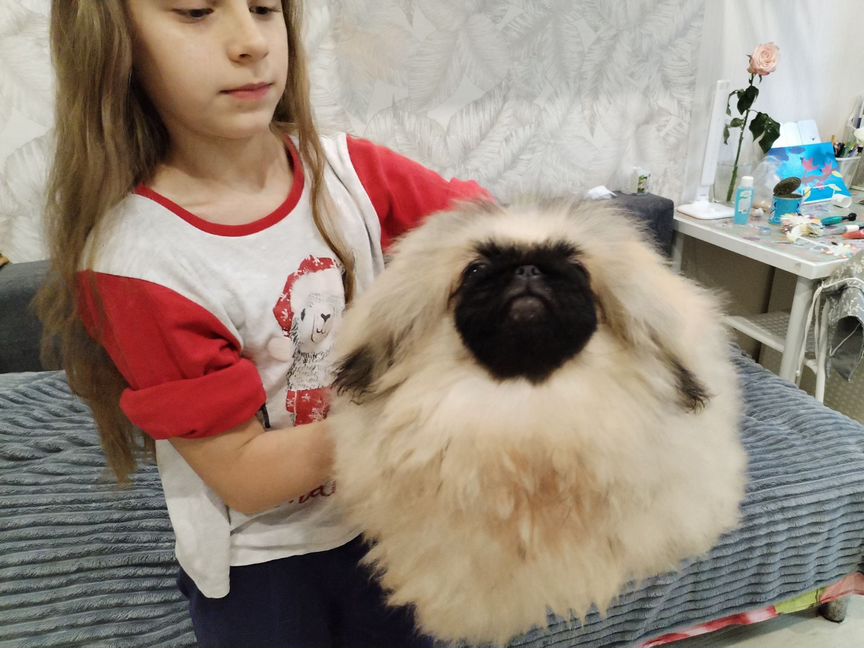 Щенки пекинеса москва и московская область