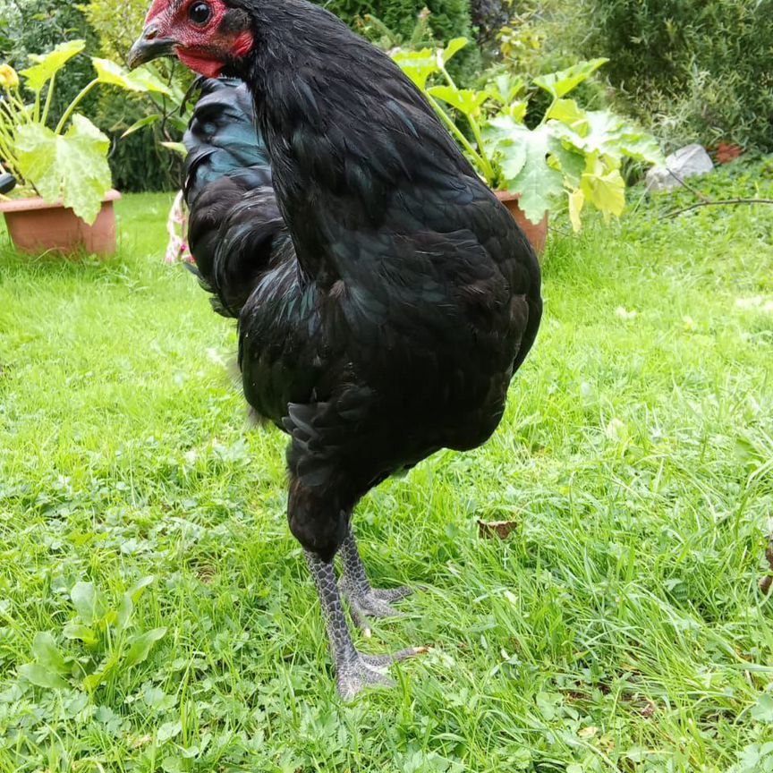 Австролорп чёрный