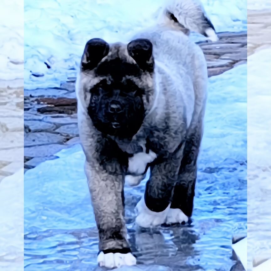 Американская акита, щенок