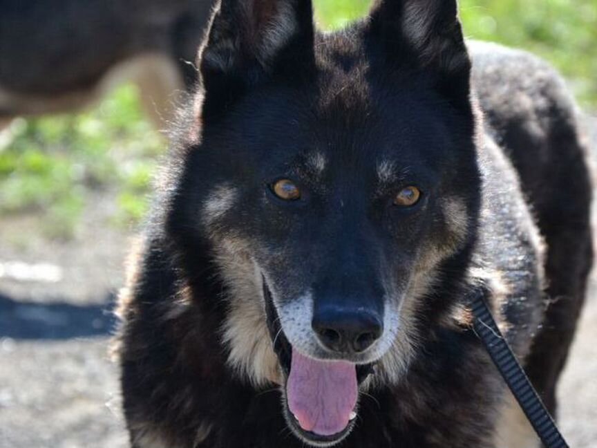 Альфа ищет дом