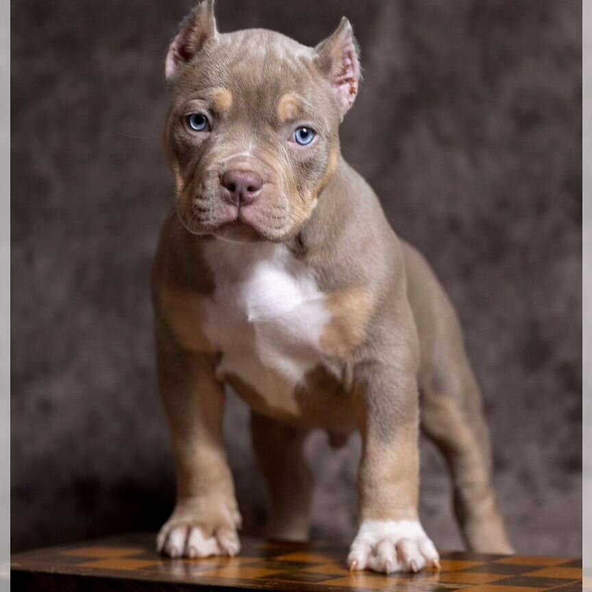 Американский булли, щенок