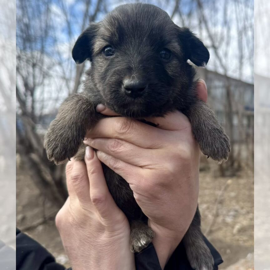 Щенок в добрые руки
