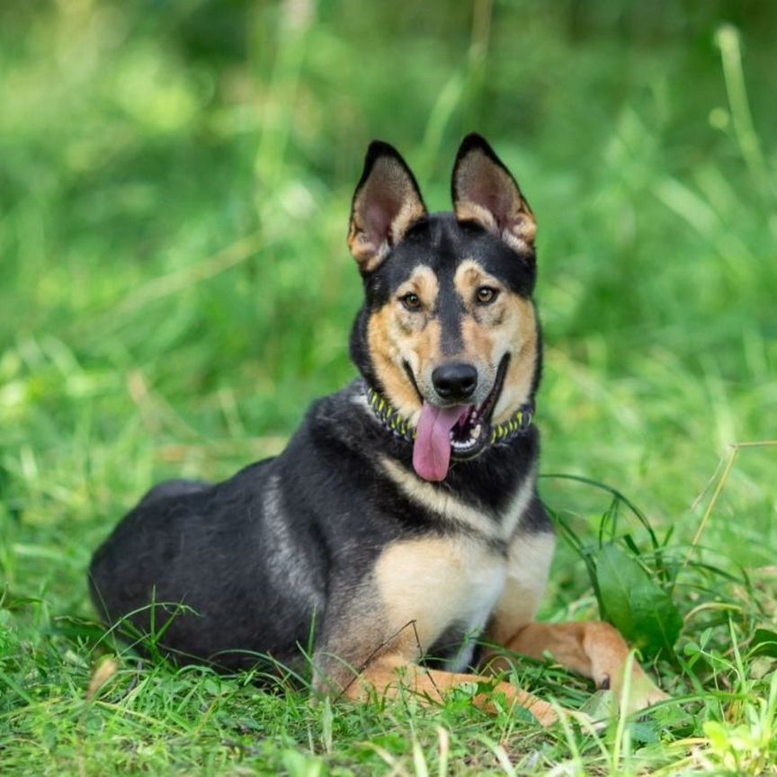 Собака в очень добрые руки