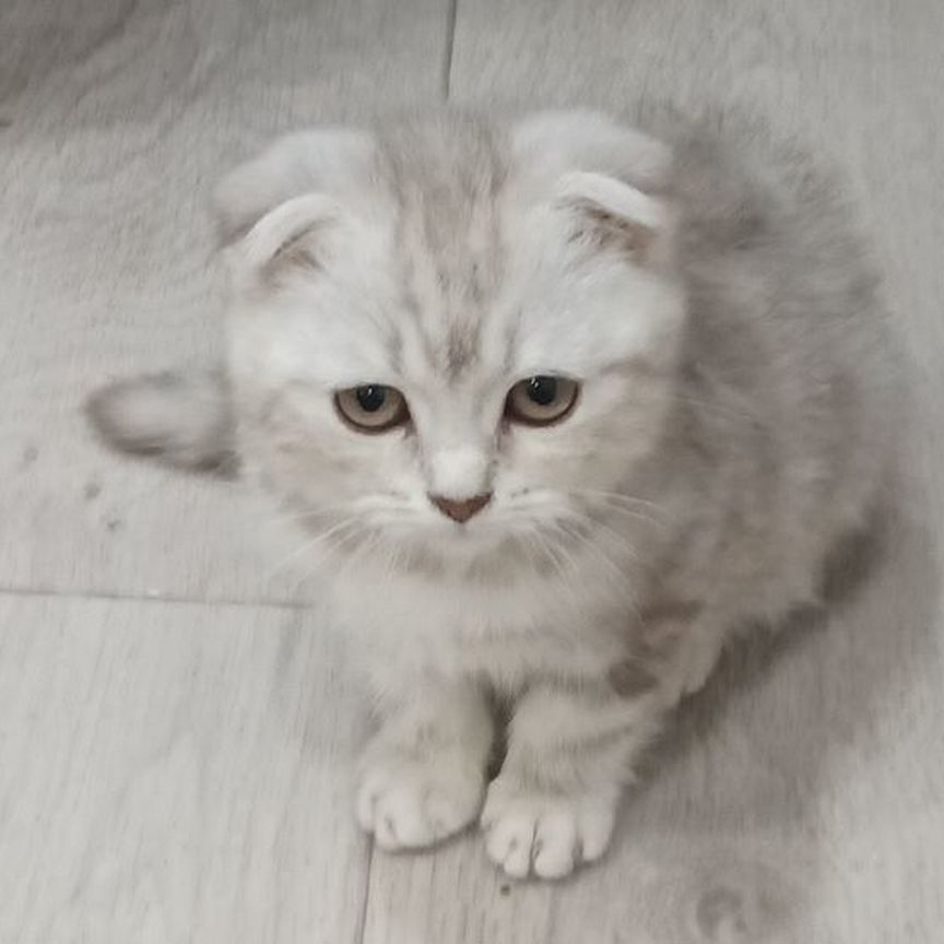 Британский котенок