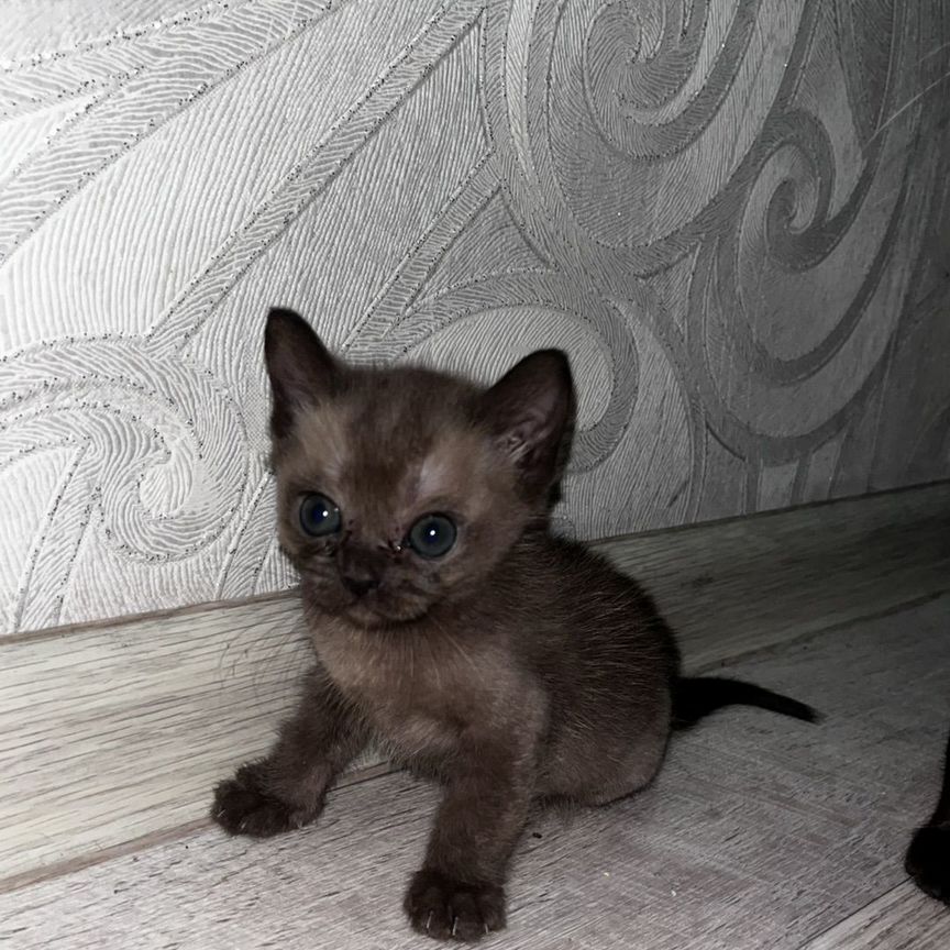Бурманский котенок