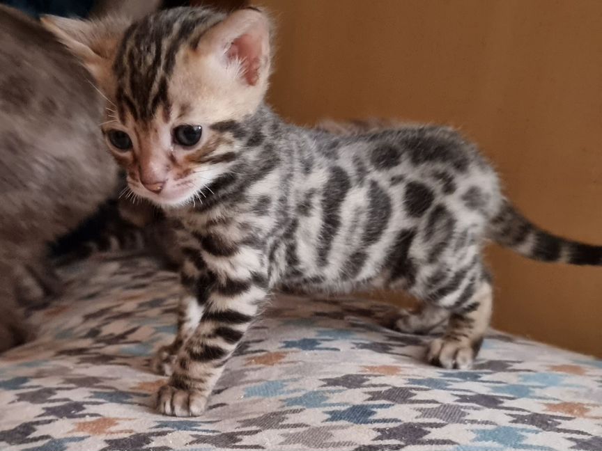 Бенгальские котики