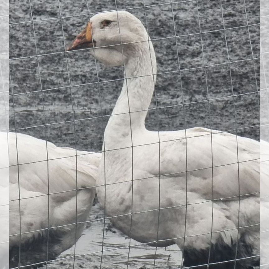 Гуси холмогоры