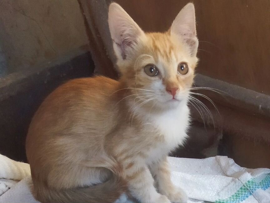 Котята крысоловы