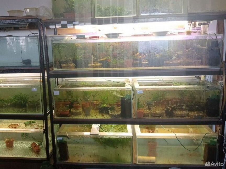 Аквариумные рыбки