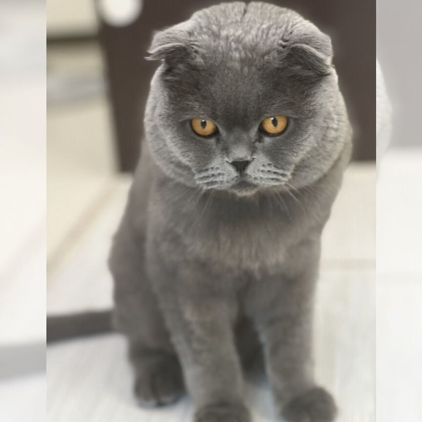 Шотландский вислоухий кот