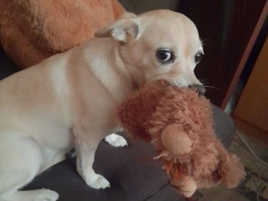 Маленькая собачка в добрые руки