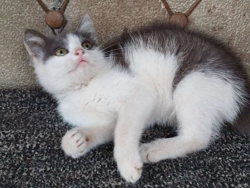 Котëнок в добрые руки