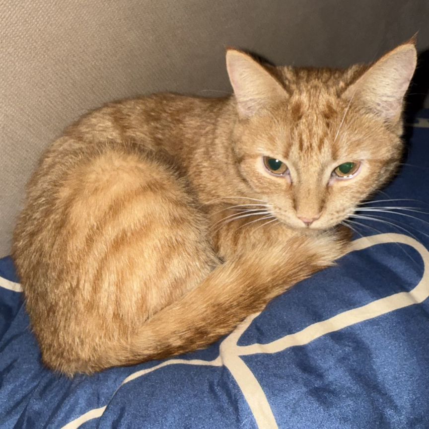 Взрослая, кошка в добрые руки