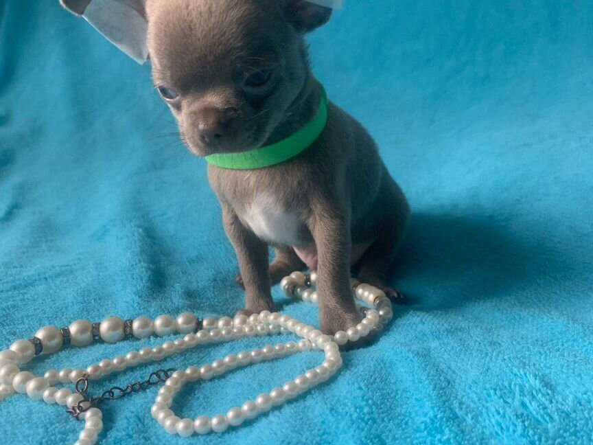 Идеальный мини лиловый чихуахуа