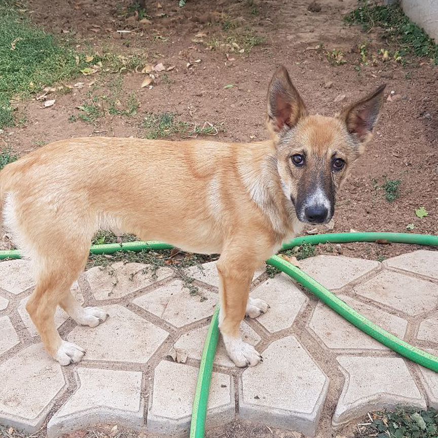 Собака в добрые руки