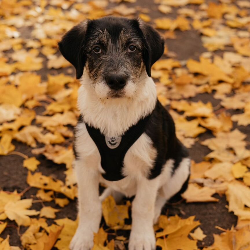 Собака в добрые руки