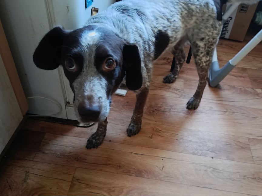 Собака для охоты