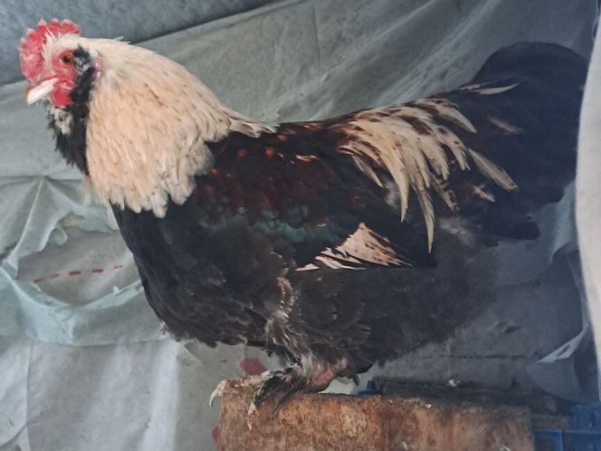 Билефельдер, фавероль, черно-медный маран, брама