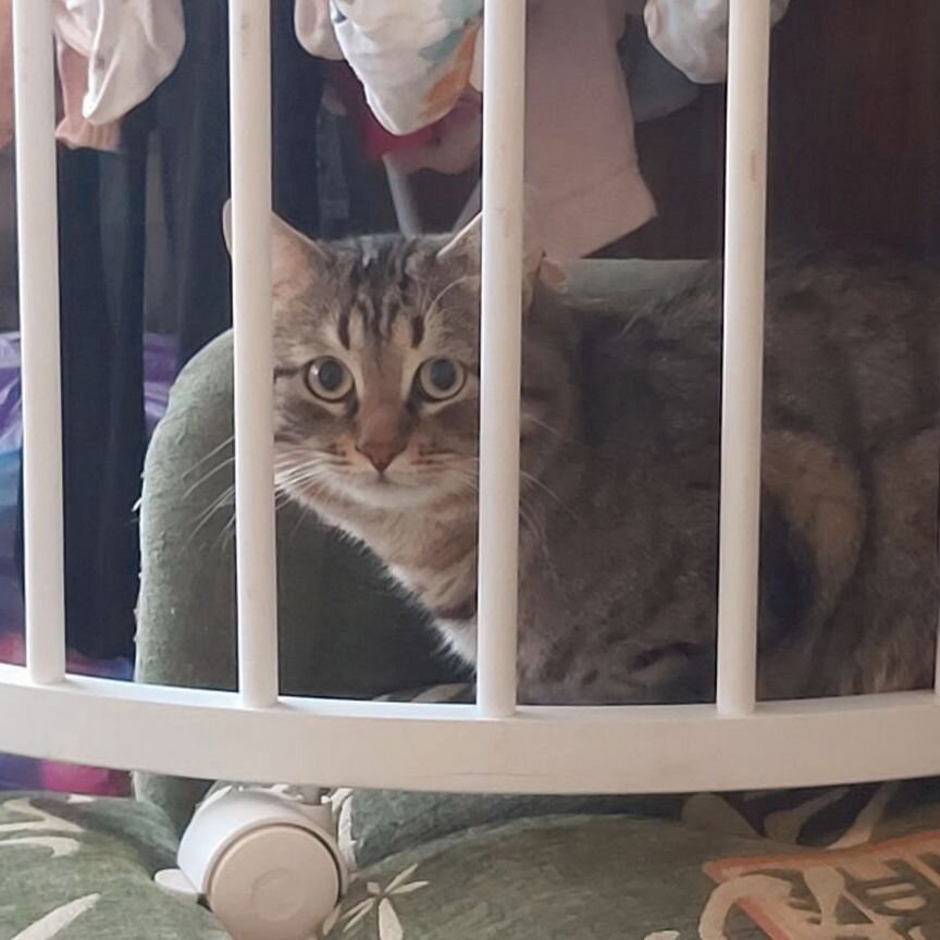 Отдам в хорошие руки кот барсик