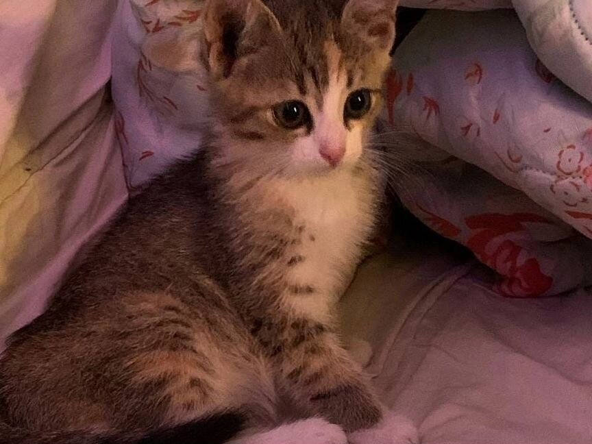 Кошка